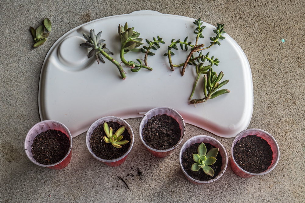 There will be discussions on the following topics around how to replant ...