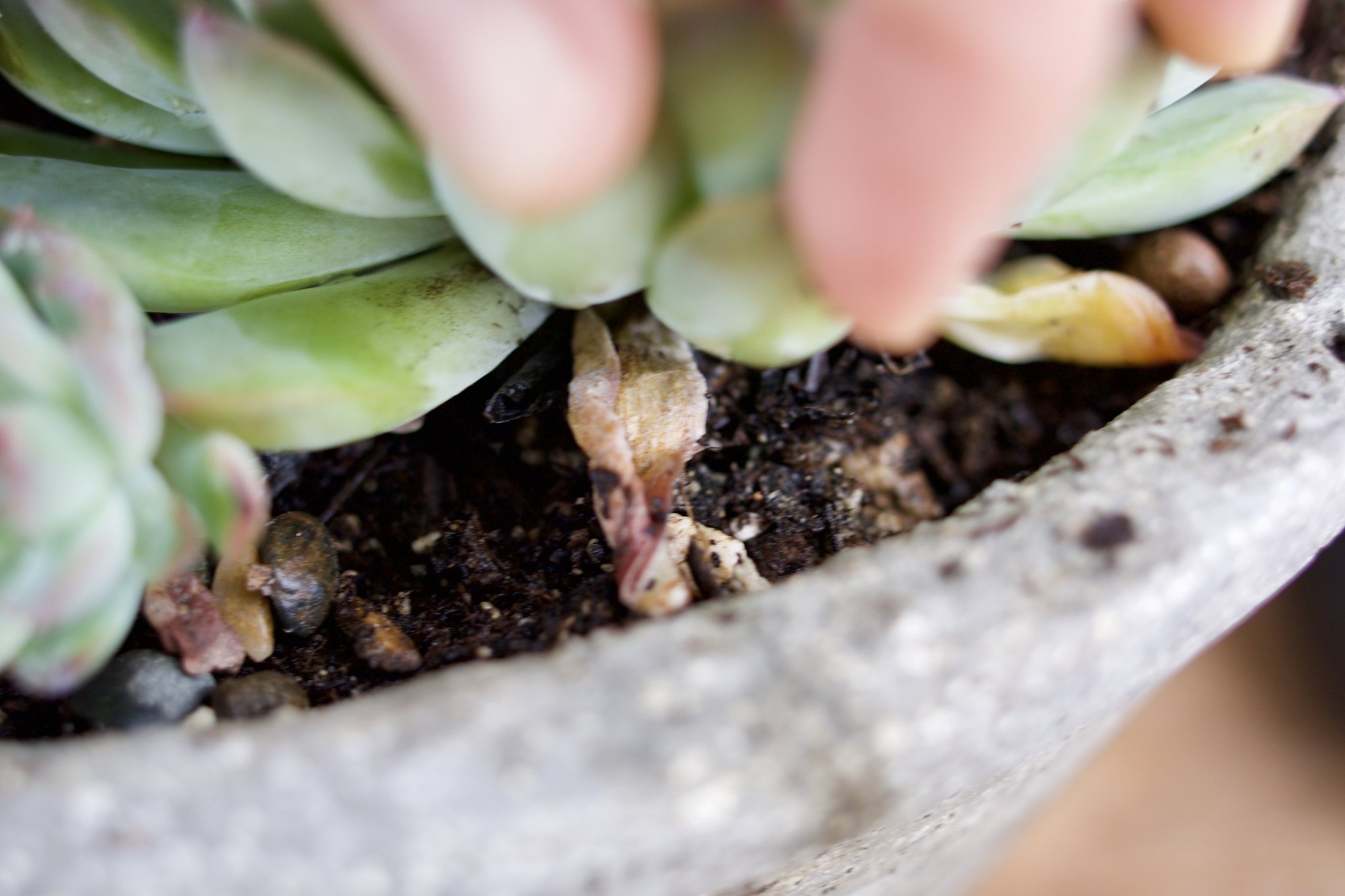 What does succulent root rot look like?