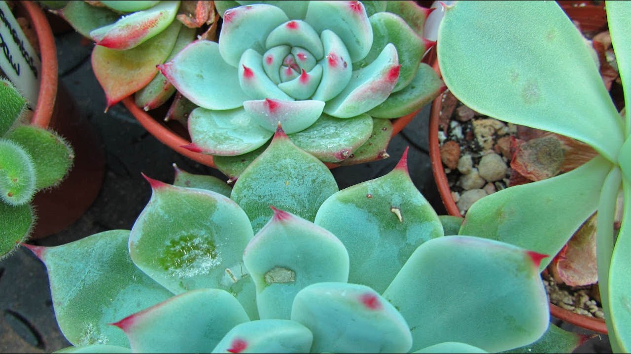 White powder on succulent plants ---Skin wax